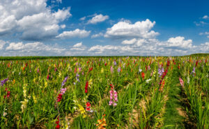 SeaFlower: From Flower Fields to a Vibrant Coastal Village